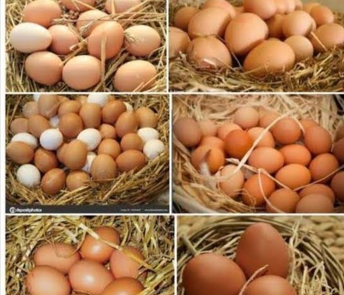 Desi Eggs At Best Sonali Gender: Unisex at Best Price in Darbhanga ...