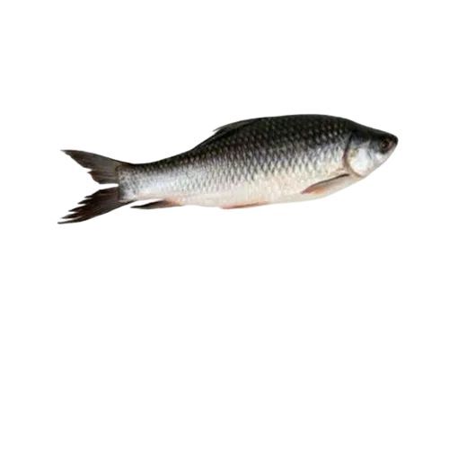 Katla Fish at Best Price in Pathardi, Maharashtra | Vedant Trading Company