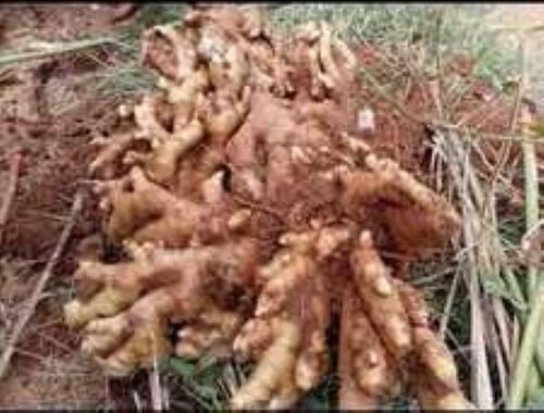 Ginger Dry at Best Price in New Delhi, Delhi | Ag Export