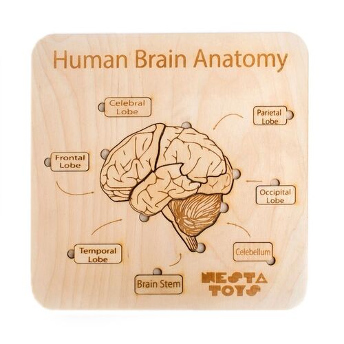 Wooden Human Brain Anatomy Puzzle Toys at 590.37 INR in Nagpur | Nesta Toys