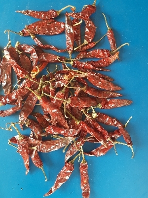 Dry Mirchi at Best Price in Nalgonda, Telangana | Bcrrr Group
