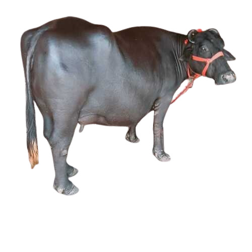Black Dairy Murrah Buffalo Weight: 600 Kilograms (kg) at Best Price in ...