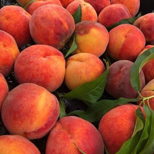 Fresh Peach at Best Price in Nagpur, Maharashtra | Tradewise Indian ...