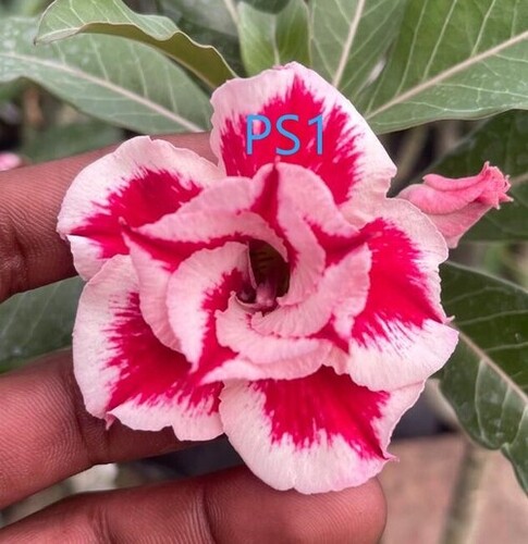Adenium Tree Plant at Best Price in Kalna, West Bengal | Maa Dal Factory