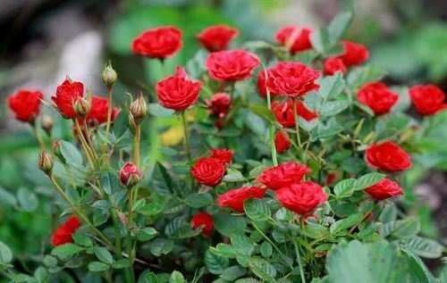 Red Rose Plants - Well Drained Soil, Full Sun Exposure | Vibrant Red ...