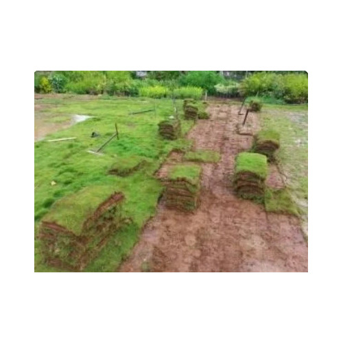 Lawn Grass at Best Price in Nashik, Maharashtra | Santosh Nursery & Garden Developers