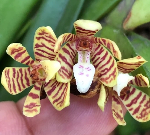 Aerides Maculosa Orchid Flower Plant at Best Price in Pune | Vishwas ...