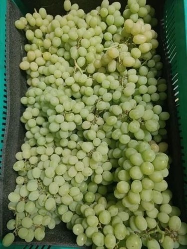 Fresh Green Thompson Seedless Grapes - 5 Kg Carton, A Grade Quality ...