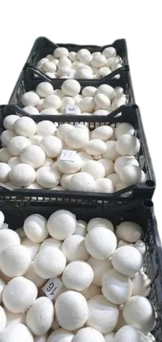 Fresh Button Mushrooms at Best Price in Faridabad, Haryana | Indian ...