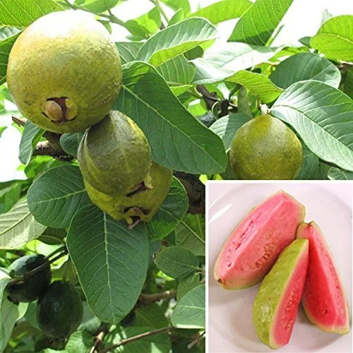 Pink Guava Plant - Shelf Life: 5 Years - Shelf Life: 5 Years at Best ...