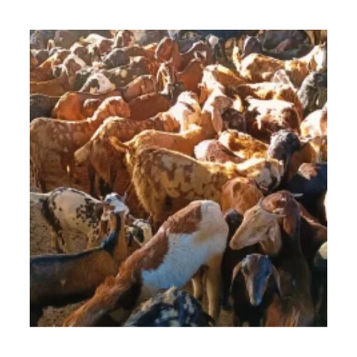 Mix Cutting Goats at Best Price in Bengaluru, Karnataka | Vistara Farms ...
