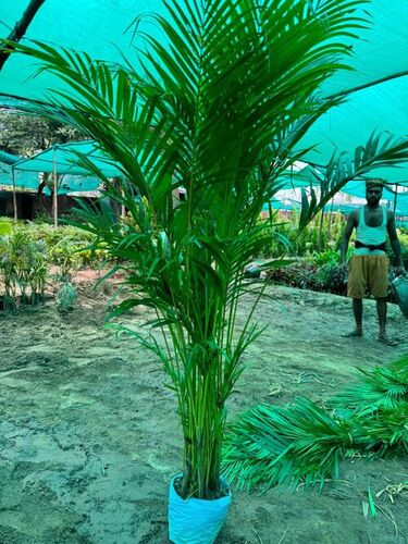 Arika Palm Plant at Best Price in Hasanpur, Uttar Pradesh | Guddu Nursery
