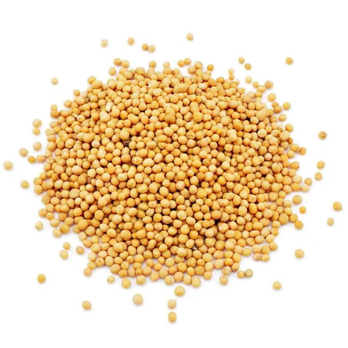 Pure And Natural Dried Yellow Mustard Seeds at Best Price in Pune ...