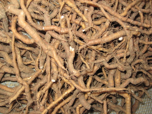 Ipecacuana at Best Price in San Jose, San Jose | Expoherb Intl.