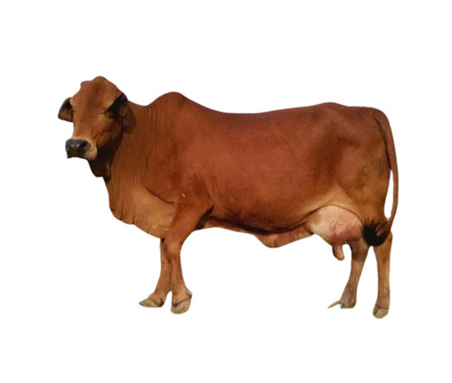 High Breed Sahiwal Cow at Best Price in Karnal | Narwal Dairy Farm