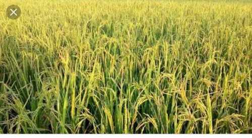 Paddy Rice In Bareilly, Paddy Rice Dealers & Traders In Bareilly, Uttar ...