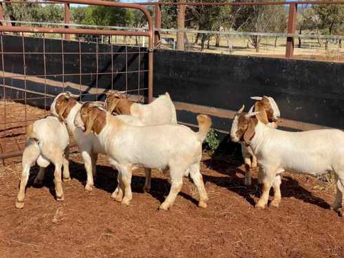 Livestock - Livestock Suppliers, Cattle Traders, Buffallo Traders, Cow ...