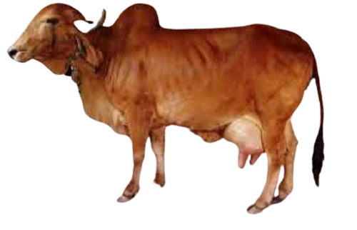 Cow Hump And Large Horns Desi Indian Cow at Best Price in Azamgarh ...