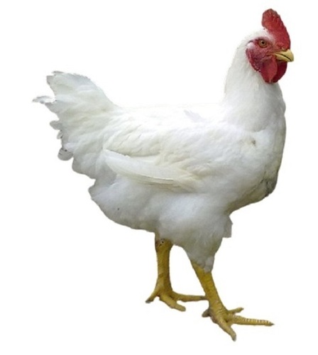 Young White Broiler Live Chicken - 4-6 Weeks Age, 1.5-2.0 Kg Weight ...