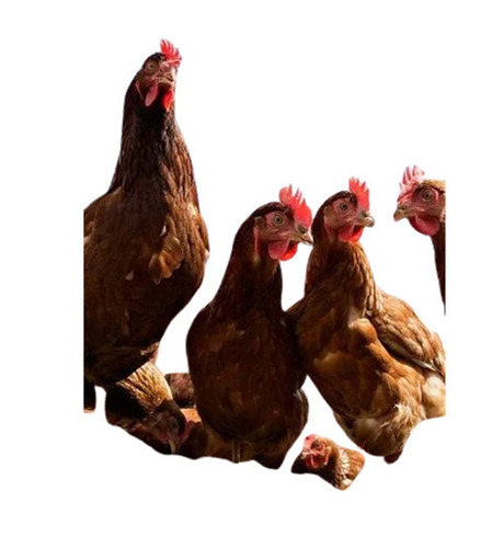Live Chicken - Gender: Both at Best Price in Dhanbad | G Duck Farm