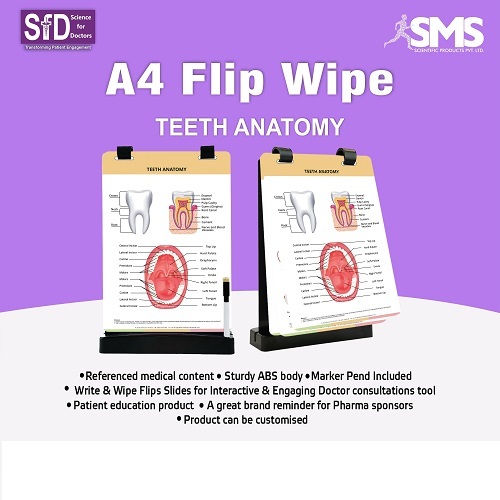A4 Flip Wipe - Teeth Anatomy _1 at Best Price in Mumbai | Sms ...