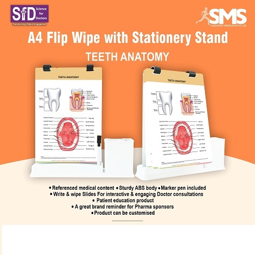 A4 Flip Wipe With Stationery Stand - Teeth Anatomy _1 at Best Price in ...