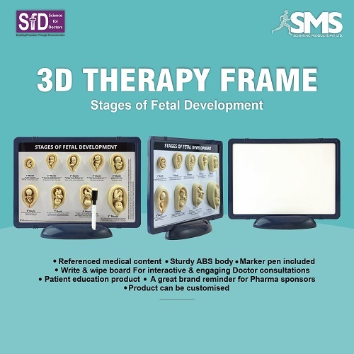 3d Therapy Frame - Stages Of Fetal Development - Plastic Type: [ at ...