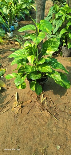 Mani Plants at Best Price in Hasanpur, Uttar Pradesh | Guddu Nursery