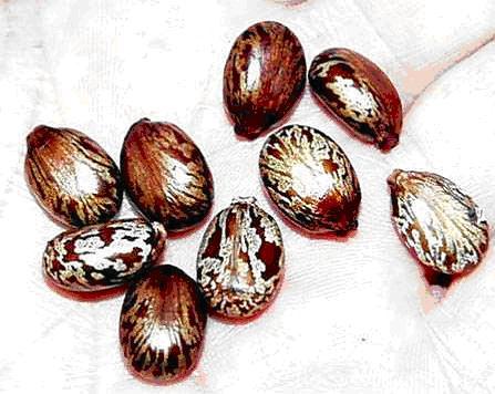 Castor seeds in Ethiopia, Castor seeds Manufacturers & Suppliers in ...