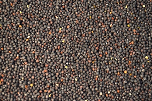 Canola seed in South Africa, Canola seed Manufacturers & Suppliers in ...