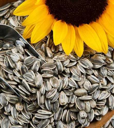 Sunflower seeds in Ukraine, Sunflower seeds Manufacturers & Suppliers ...