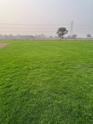 99% Pure Hygienically Processed Green Grass Seeds For Plantation Admixture (%): 1% at Best Price ...