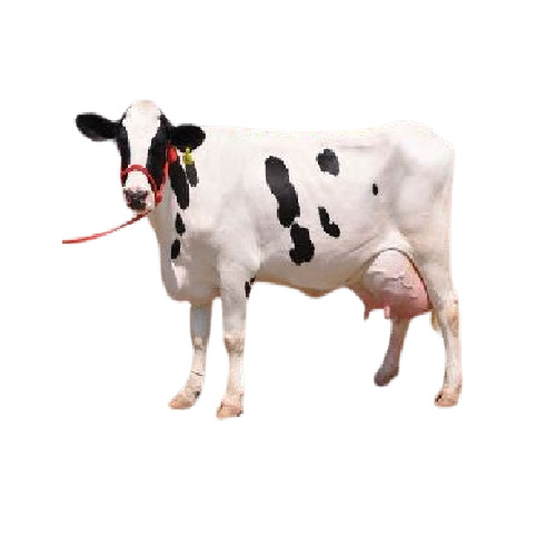 High Milking Black And White Hf Cow at 95000.00 INR in Karnal | Narwal ...
