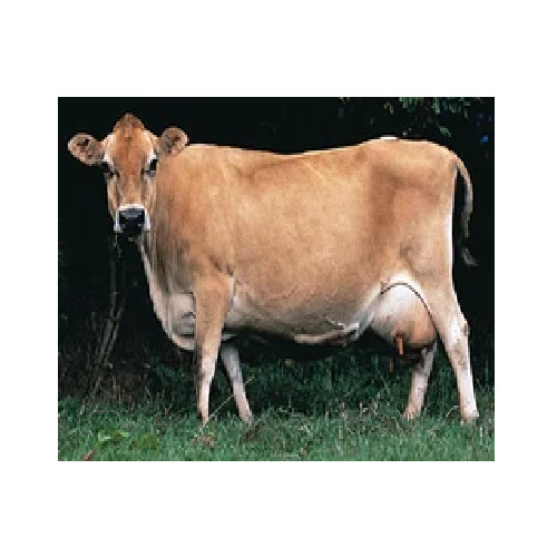 Red High Milking Capacity Jersey Cow at Best Price in Karnal | Narwal ...
