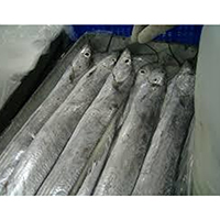 Frozen Ribbon Fish Manufacturers, Suppliers, Dealers & Prices