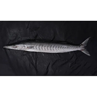 Barracuda Fish Manufacturers, Suppliers, Dealers & Prices