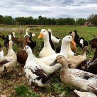 Duck Farming in India - Wholesale Price & Live Rates