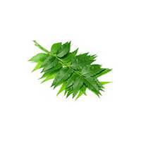 Neem Extracts In Hyderabad, Telangana At Best Price | Neem Extracts ...