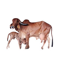 Pet Animals Suppliers, Dealers & Prices