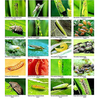 Allethrin Manufacturers, Suppliers, Dealers & Prices