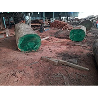 Red Sal Wood Manufacturers, Suppliers, Dealers & Prices