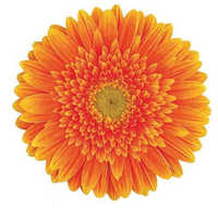 Gerbera Plant In Chennai Tamil Nadu At Best Price | Gerbera Plant ...