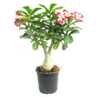 Adenium Plant - Get at Best Price & Mandi rates from Dealers & Traders