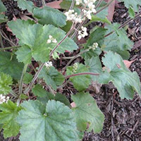 Alum Plant Manufacturers, Suppliers, Dealers & Prices